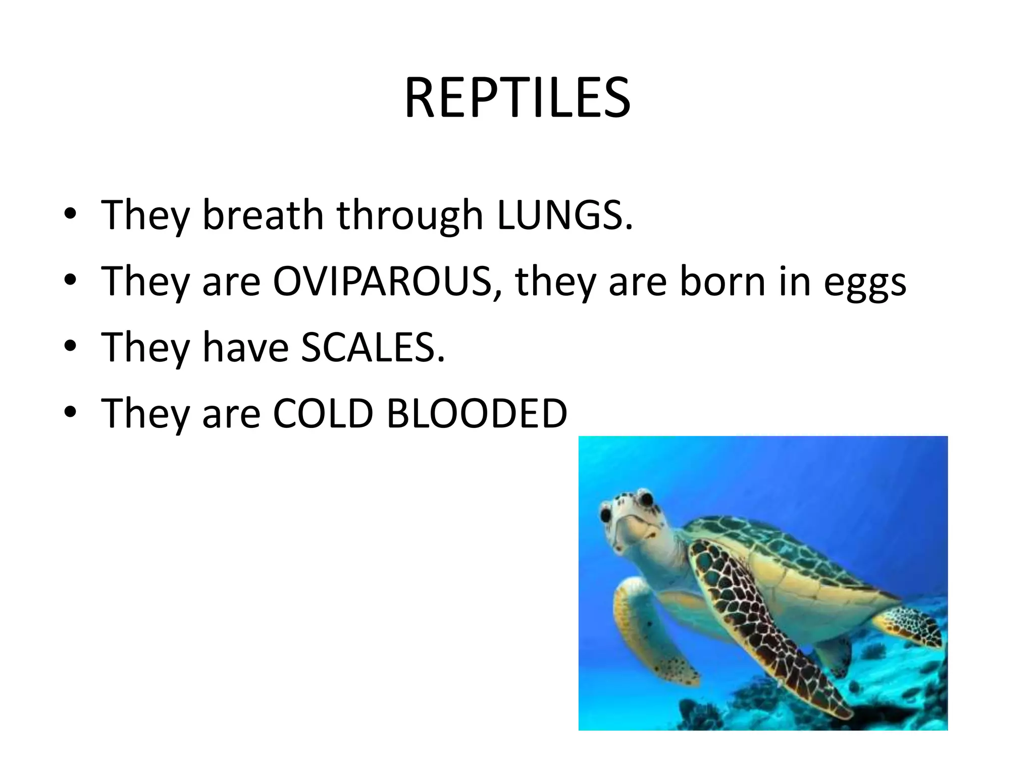Sea animals classification | PPTX