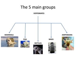Sea animals classification | PPTX