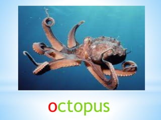 Sea Animals | PPT