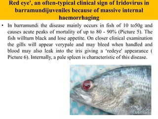 Seabass Diseases and control measures by B.pptx