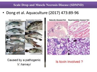 Seabass Diseases and control measures by B.pptx