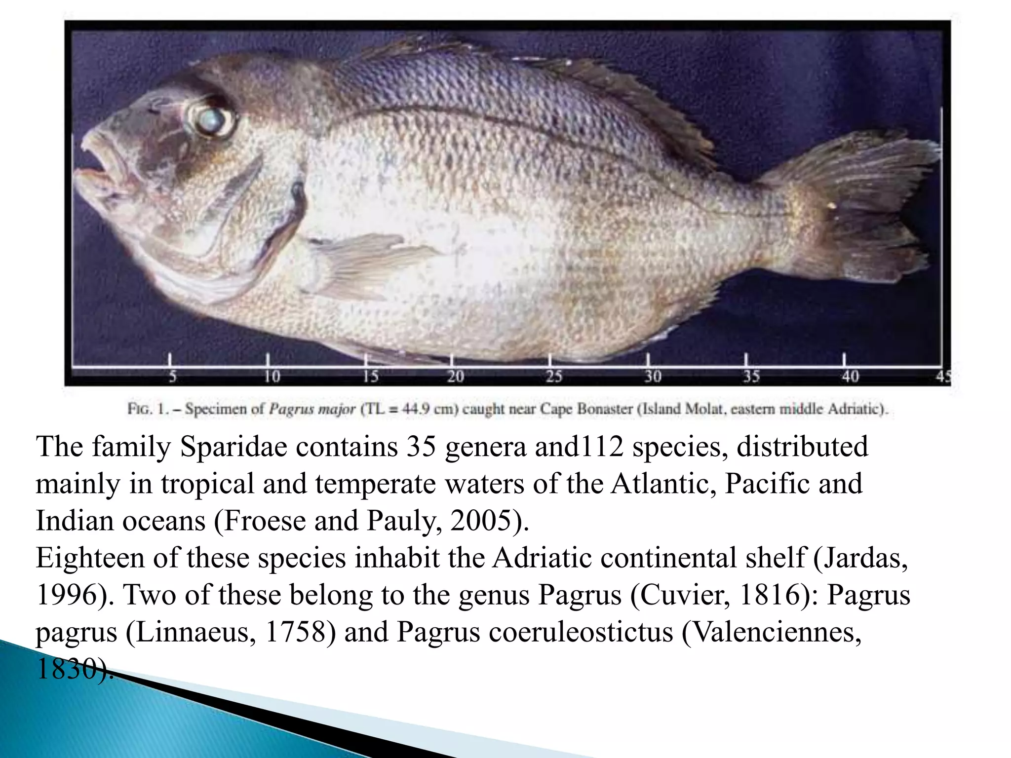 Seabream culture and breeding | PPTX