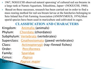 Seabream culture and breeding | PPTX