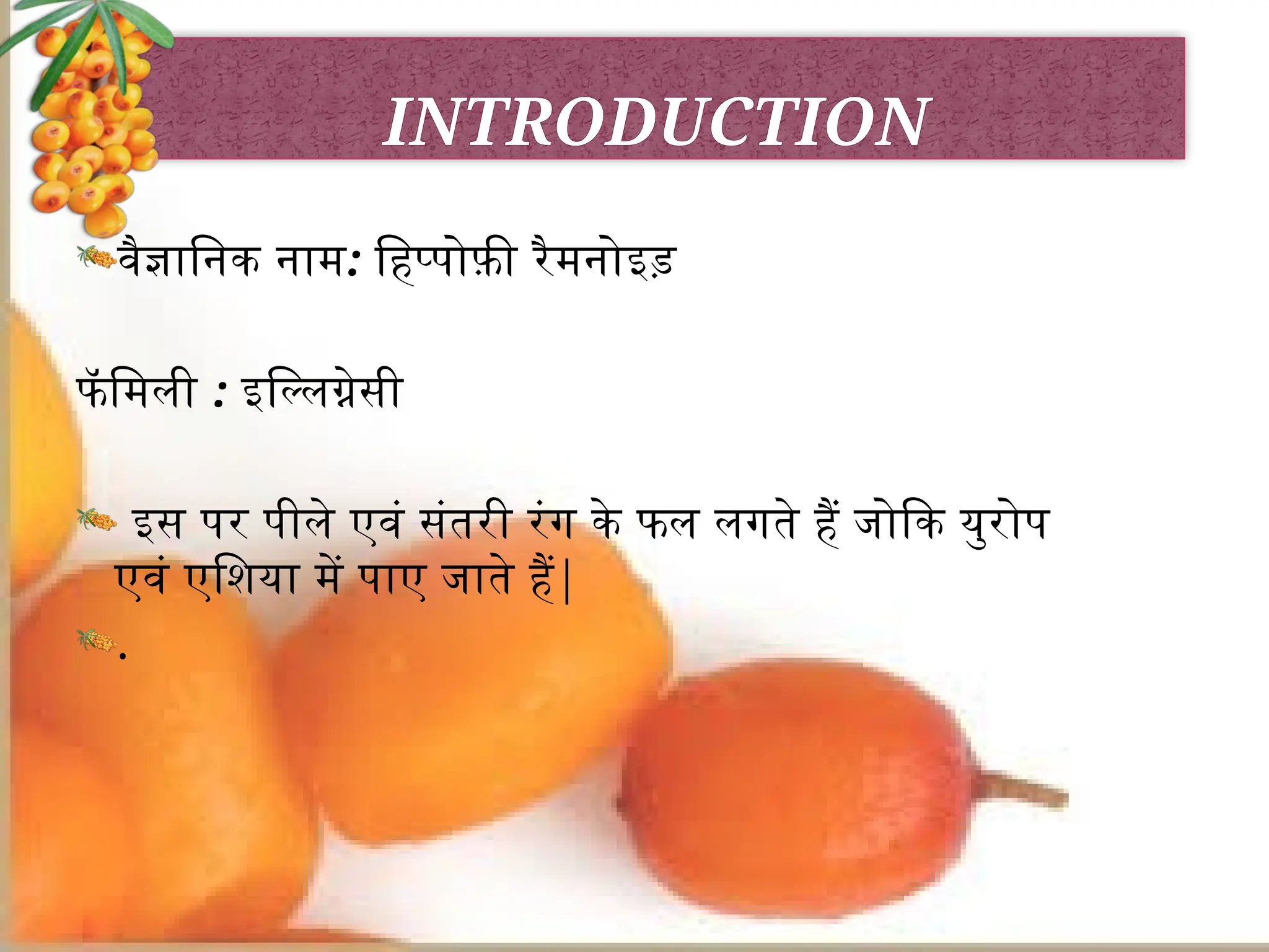 seabuckthorn benefits with clinical indications hindi.pptx