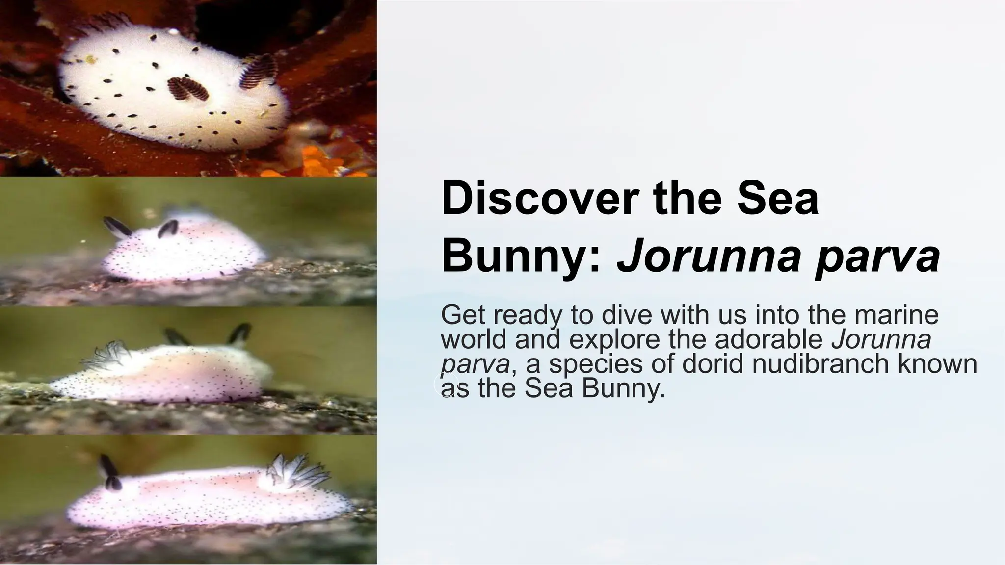 The cute Sea_Bunny-(Jorunna-parva)[111] .pptx. | PPTX