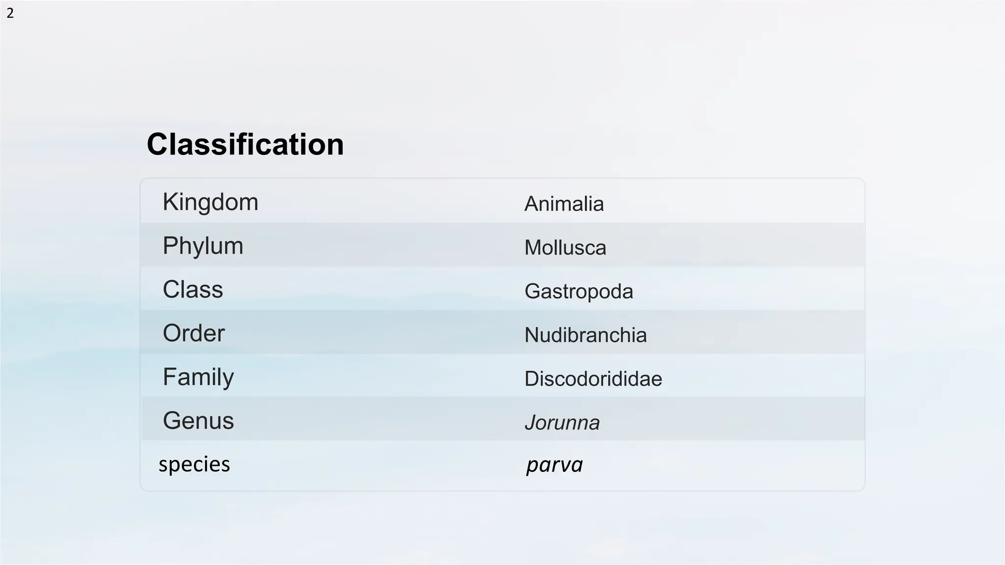 The cute Sea_Bunny-(Jorunna-parva)[111] .pptx. | PPTX