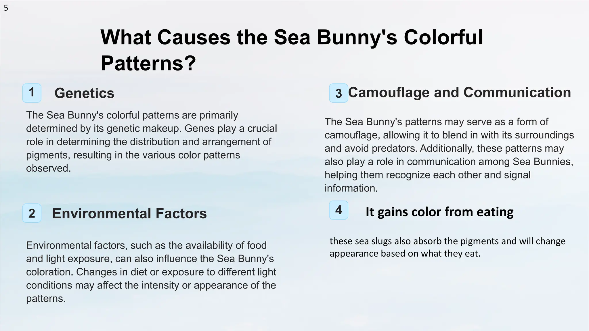 The cute Sea_Bunny-(Jorunna-parva)[111] .pptx. | PPTX