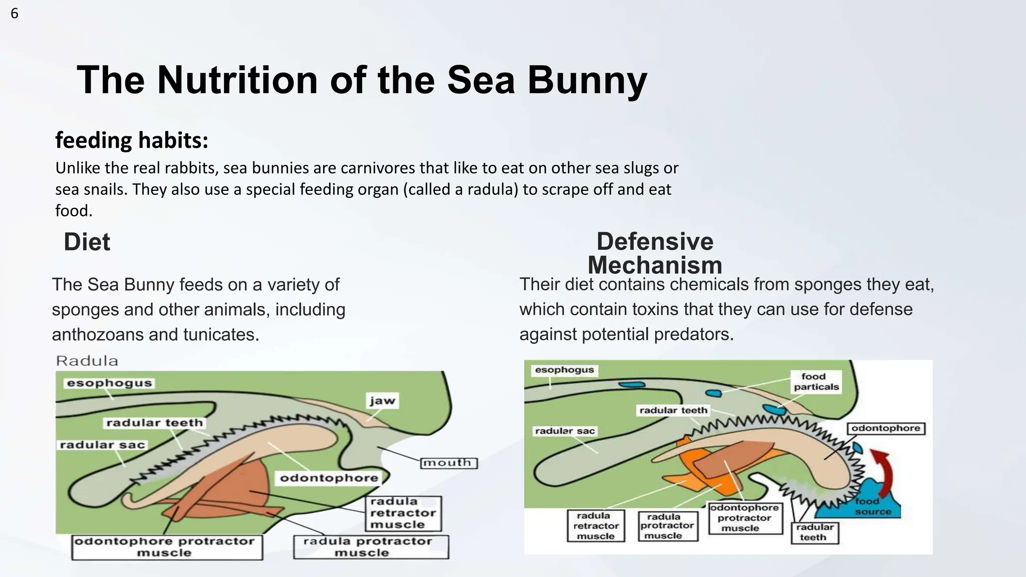 The cute Sea_Bunny-(Jorunna-parva)[111] .pptx. | PPTX