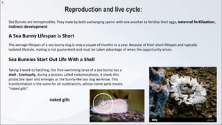 The cute Sea_Bunny-(Jorunna-parva)[111] .pptx. | PPTX