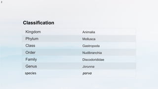 The cute Sea_Bunny-(Jorunna-parva)[111] .pptx. | PPTX