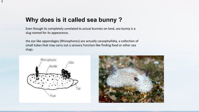 The cute Sea_Bunny-(Jorunna-parva)[111] .pptx. | PPTX