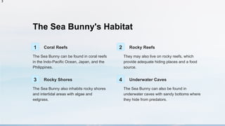 The cute Sea_Bunny-(Jorunna-parva)[111] .pptx. | PPTX