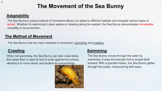 The cute Sea_Bunny-(Jorunna-parva)[111] .pptx. | PPTX