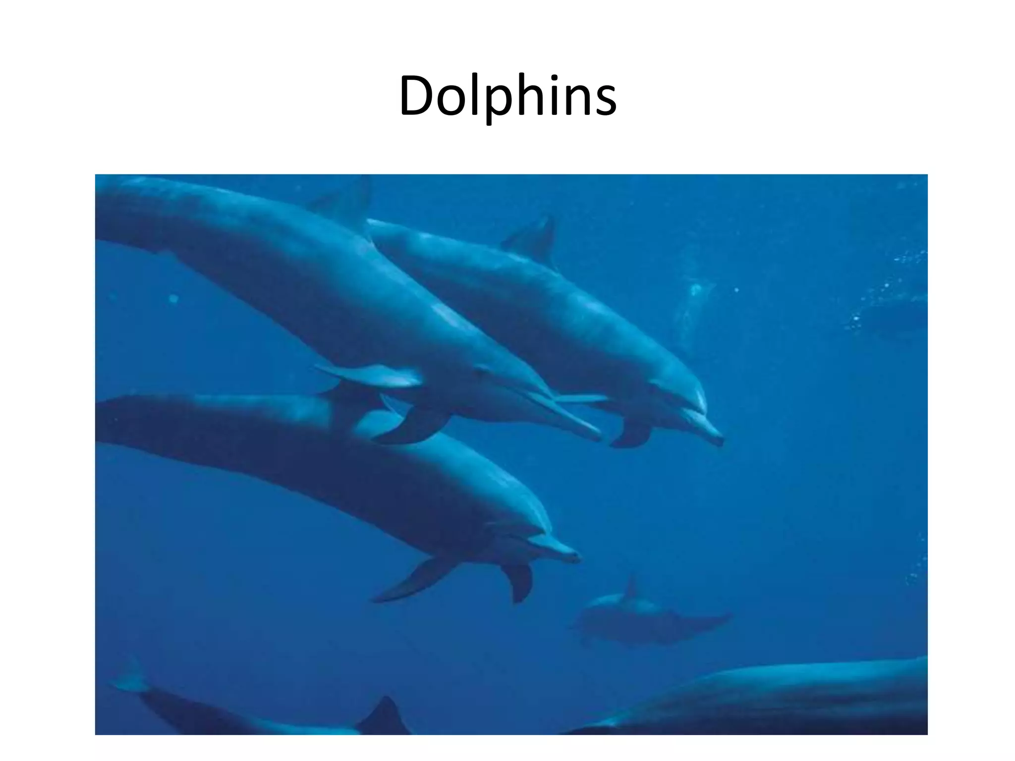 Sea Creatures | PPTX