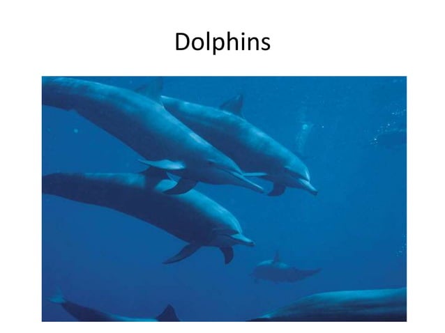 Sea Creatures | PPTX