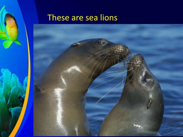 Sea creatures | PPT