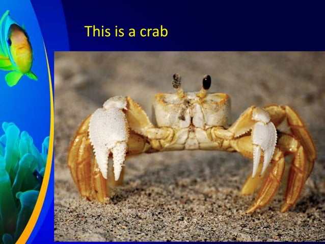 Sea creatures | PPT
