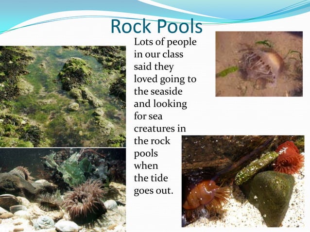 Sea creatures England | PPTX