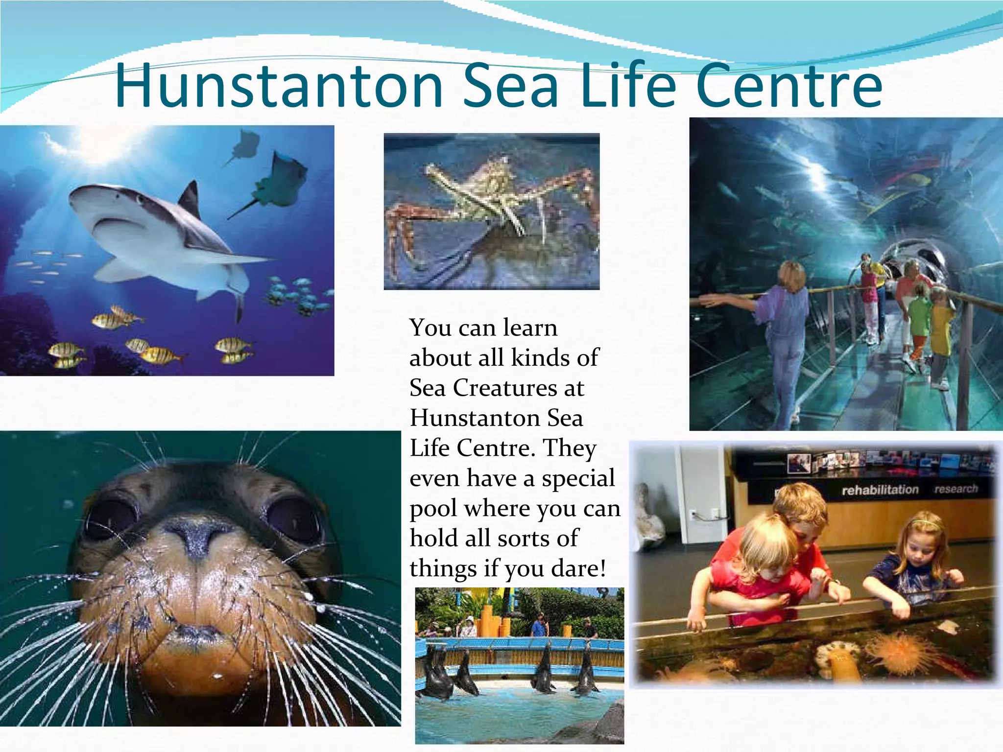 Sea creatures England | PPS