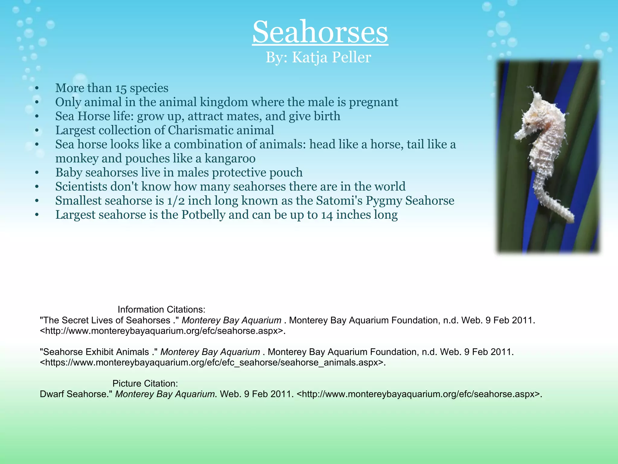Sea Creatures PowerPoint | PPT