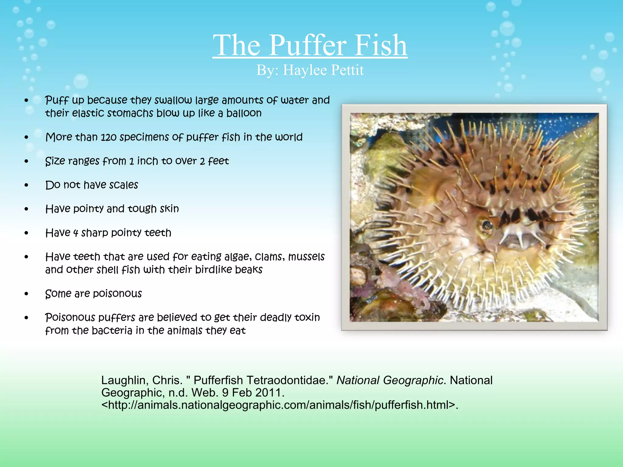 Sea Creatures PowerPoint | PPT