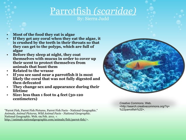 Sea Creatures PowerPoint