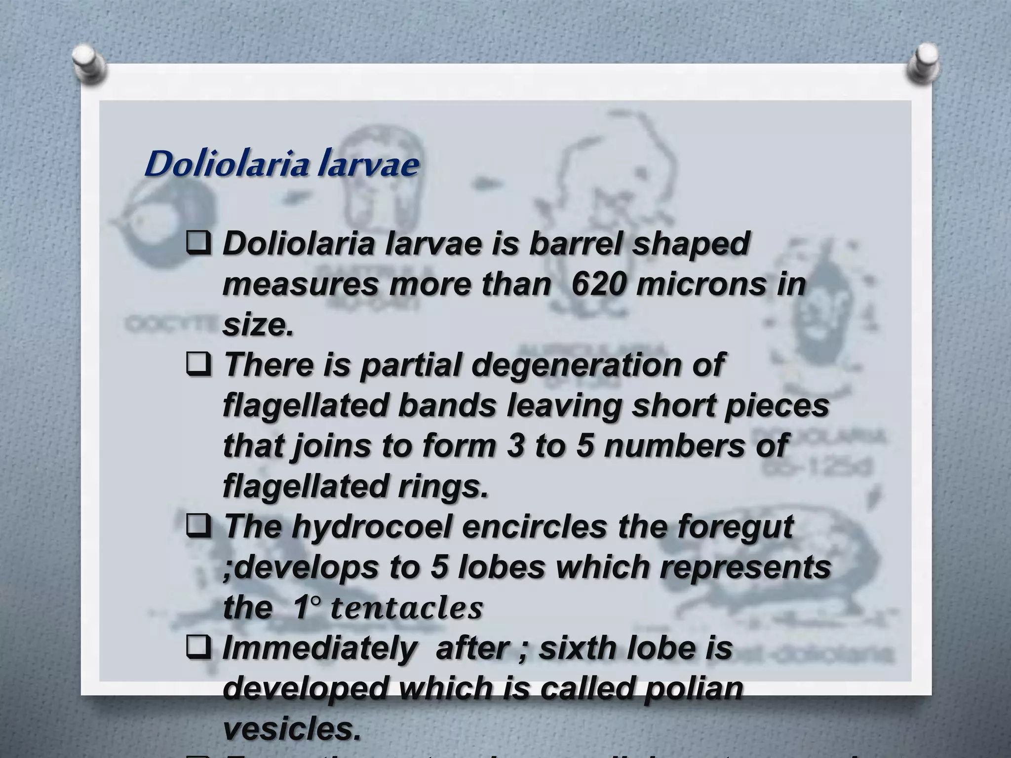 Sea cucumber ; life history | PPTX