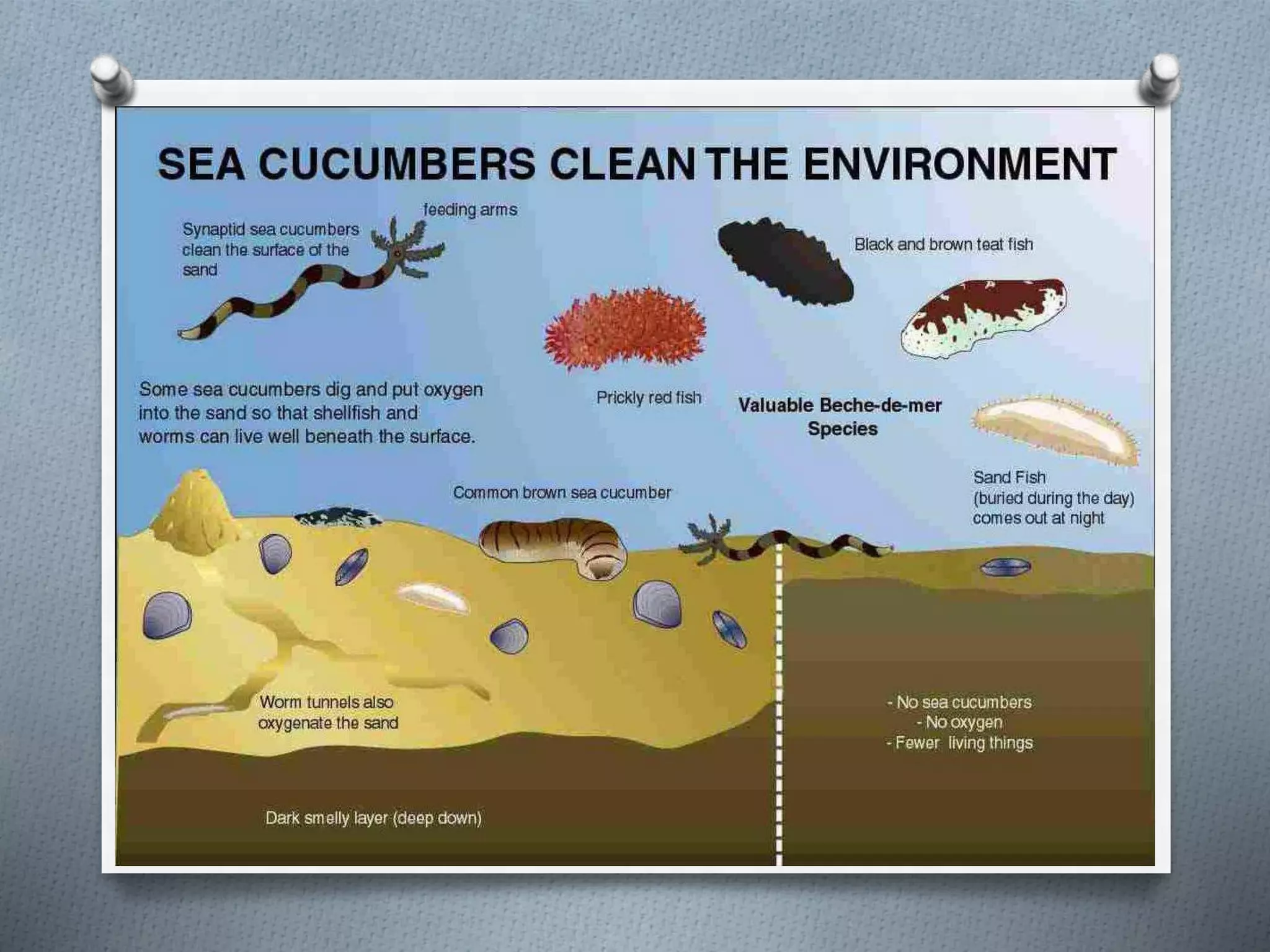 Sea cucumber ; life history | PPTX