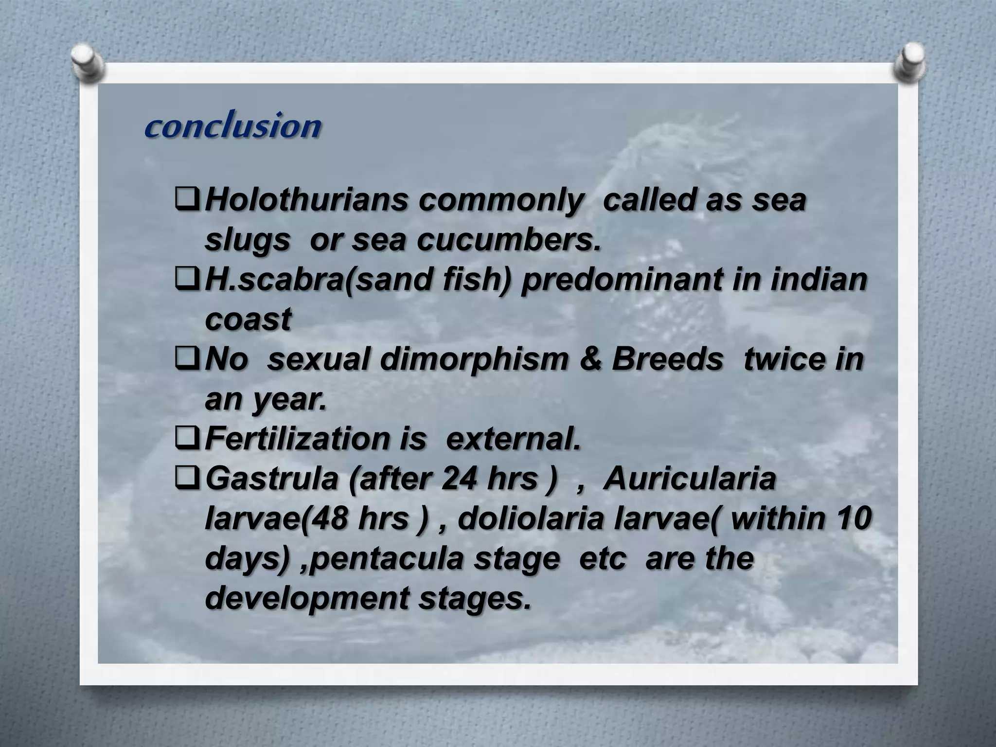 Sea cucumber ; life history | PPTX