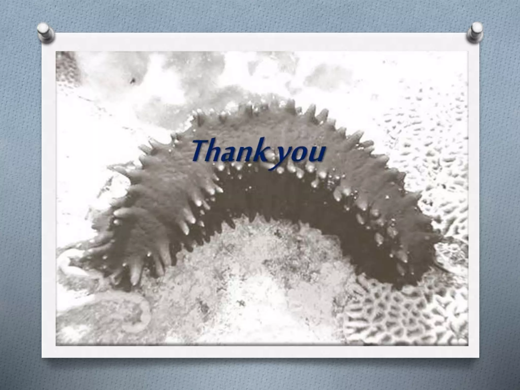 Sea cucumber ; life history | PPTX