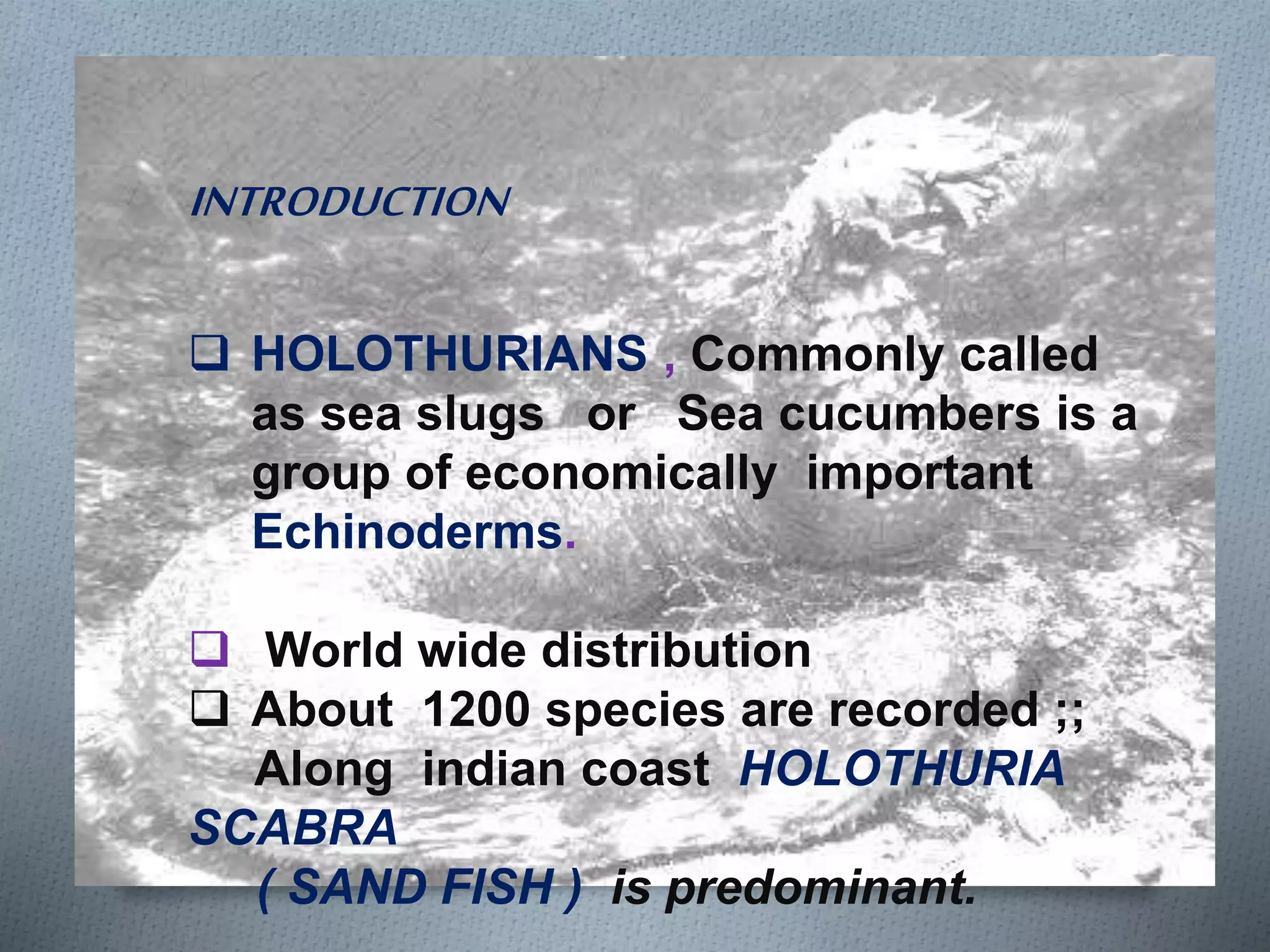 Sea cucumber ; life history | PPTX