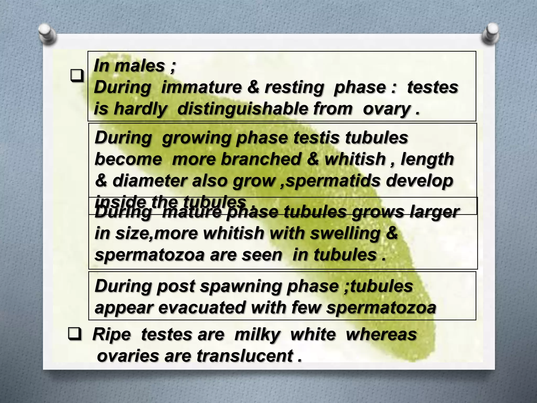 Sea cucumber ; life history | PPTX