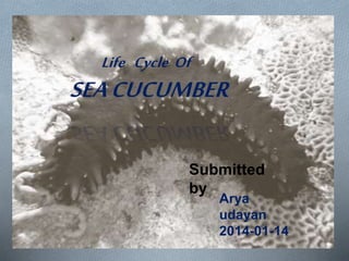 Sea cucumber ; life history | PPTX