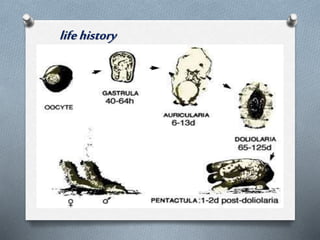 Sea cucumber ; life history | PPTX