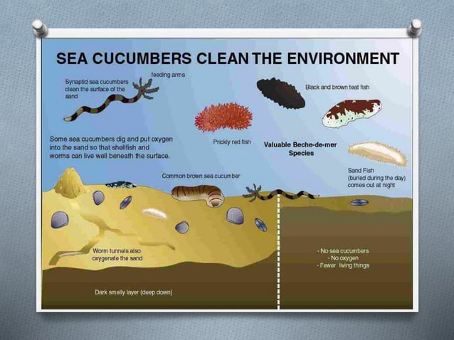Sea cucumber ; life history | PPTX