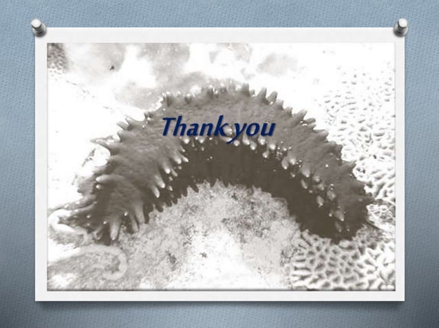 Sea cucumber ; life history | PPTX