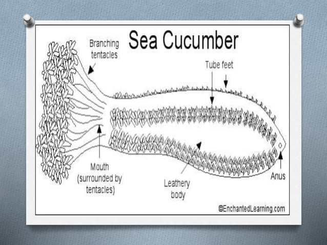 Sea cucumber ; life history | PPTX