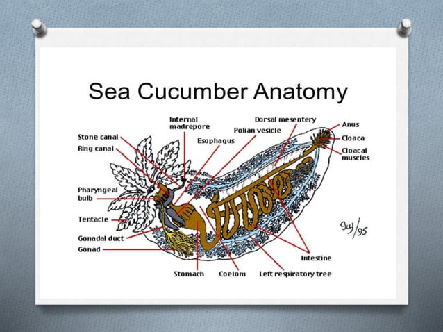 Sea cucumber ; life history | PPTX