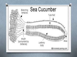Sea Cucumber Diagram