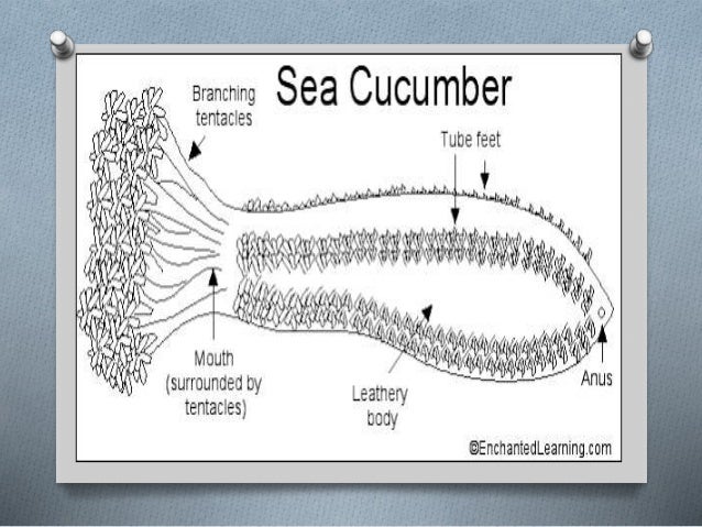 Sea cucumber ; life history