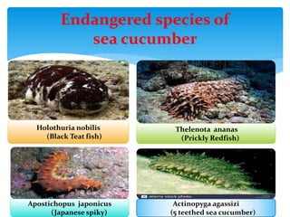 Biology of the selected endangered species of sea cucumber | PPT