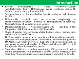 Sea cucumber Reproductive biology and Aquaculture | PPT