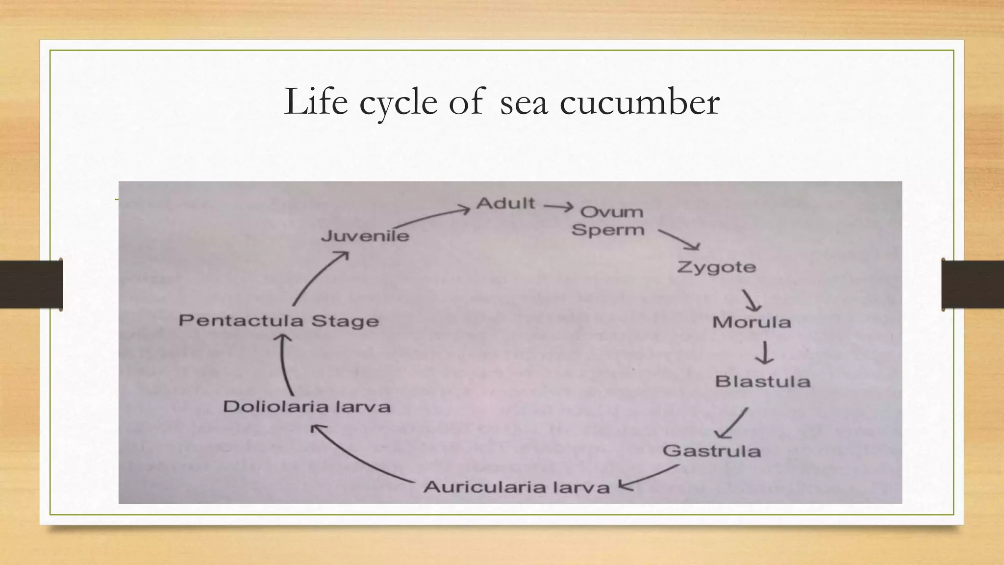 Biology of Sea cucumber RN.pptx
