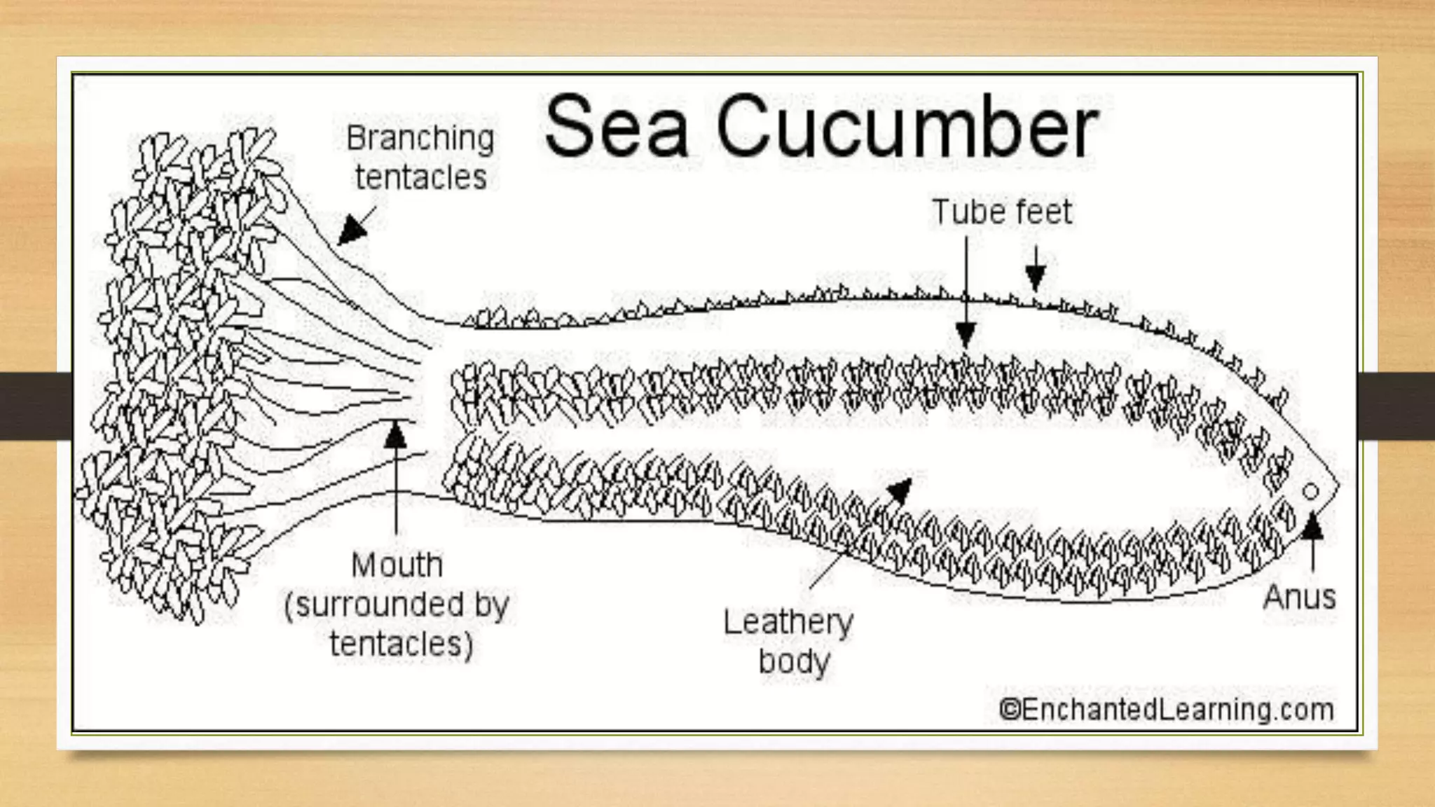 Biology of Sea cucumber RN.pptx