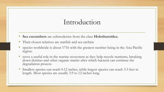 Biology of Sea cucumber RN.pptx | Biological Sciences | Science