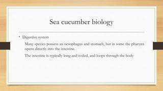 Biology of Sea cucumber RN.pptx