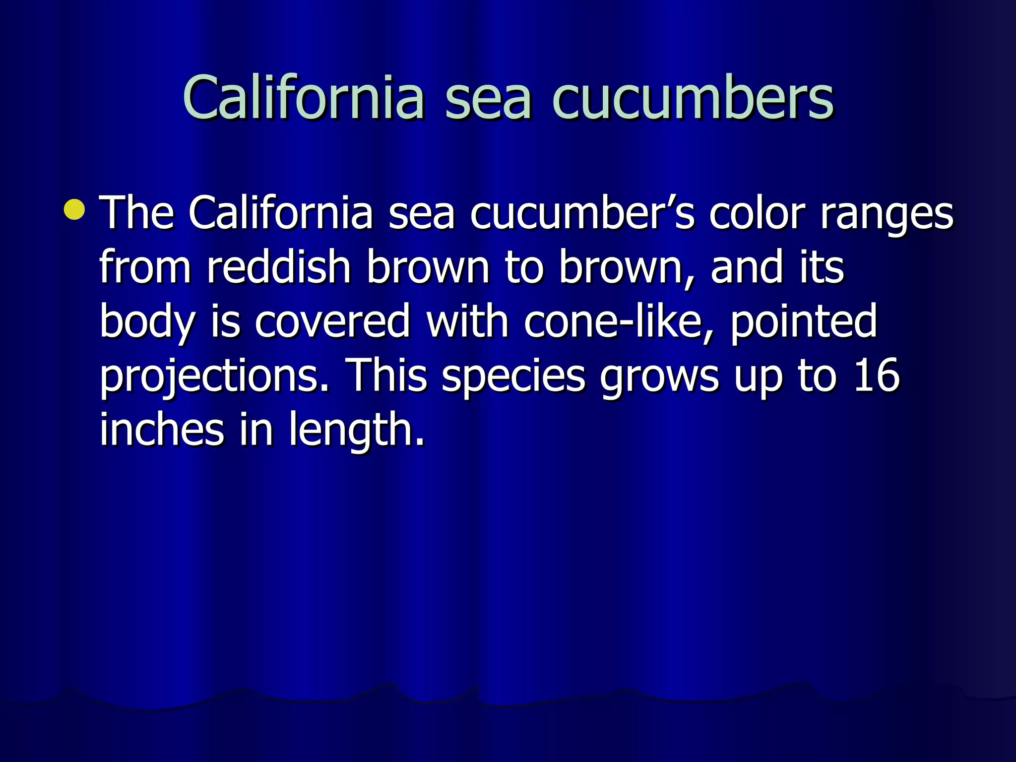 Sea Cucumbers | PPT