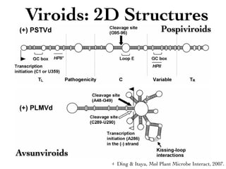 Self-Assembly & Catalysis by HHR from ASBVd(-) | PDF
