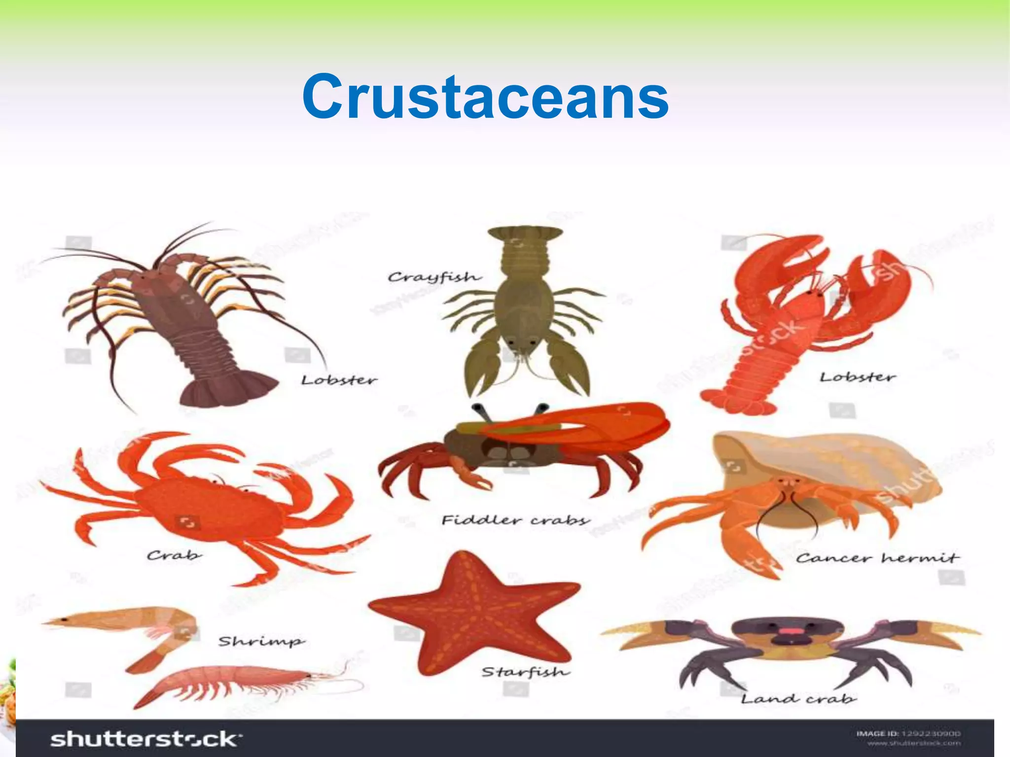 SEAFOODS PPT 1.pptx