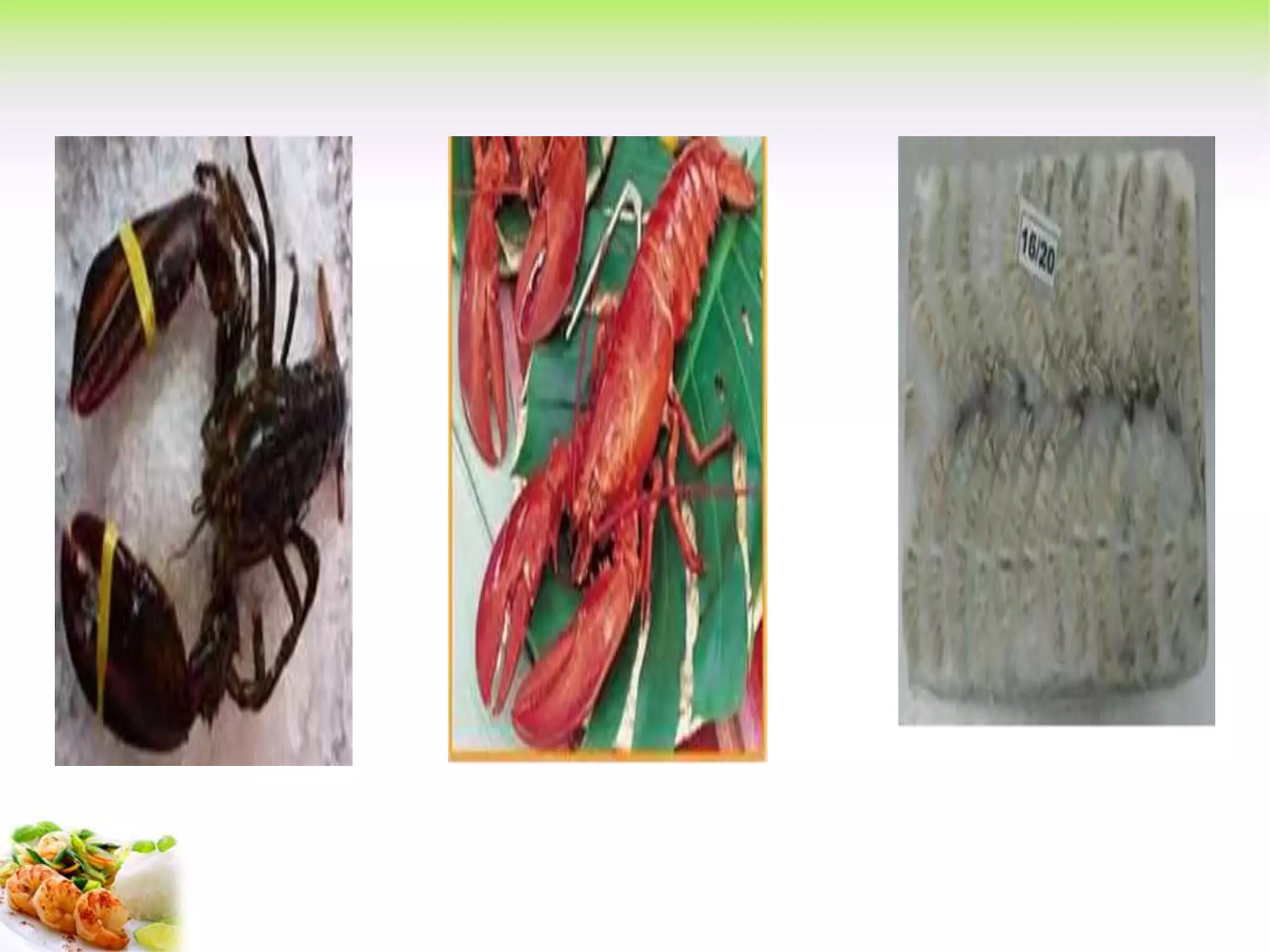 SEAFOODS PPT 1.pptx